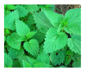 Nettle - Traditional Medicinals