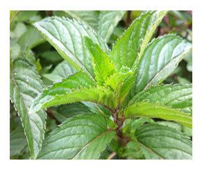 Peppermint - Traditional Medicinals