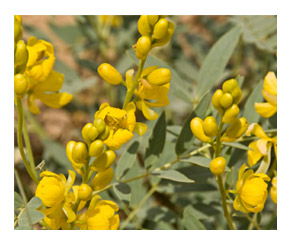 Senna - Traditional Medicinals